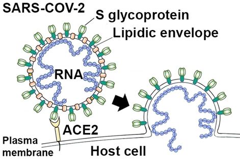 What role can crystallography play in the fight against Covid-19 ...